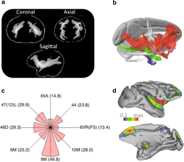The extreme capsule fiber complex in humans and macaque monkeys: a ...