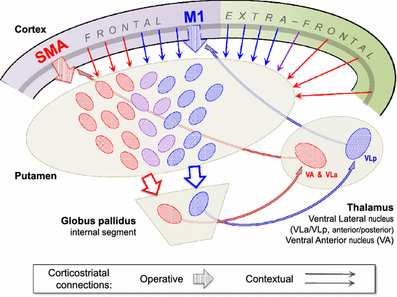 The functional logic of corticostriatal connections | SpringerLink
