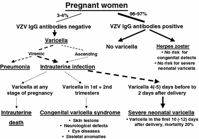 Herpes simplex and varicella-zoster virus infections during pregnancy ...