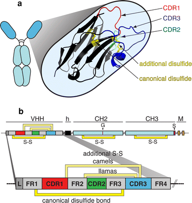 Single domain antibodies: promising experimental and therapeutic tools ...