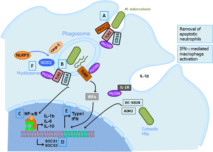 MyD88 in Mycobacterium tuberculosis infection | SpringerLink