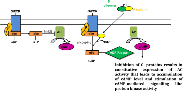 Bordetella Pertussis virulence factors in the continuing evolution of ...