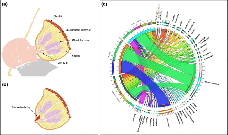 The microbiology and treatment of human mastitis | SpringerLink