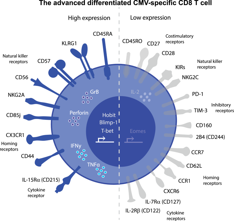 The hallmarks of CMV-specific CD8 T-cell differentiation | SpringerLink