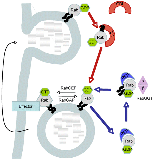 Rab proteins and Rab-associated proteins: major actors in the mechanism ...