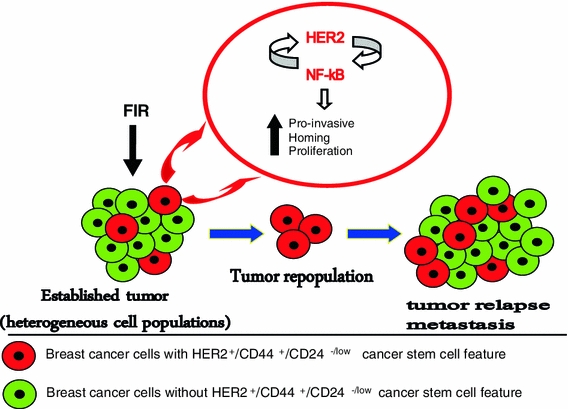Breast cancer adaptive resistance: HER2 and cancer stem cell ...