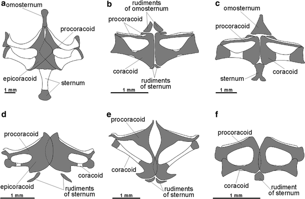 How can ontogeny help us to understand the morphology of anuran ...