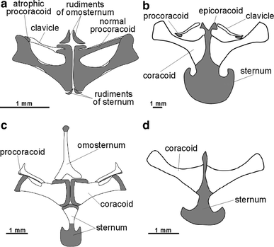 How can ontogeny help us to understand the morphology of anuran ...