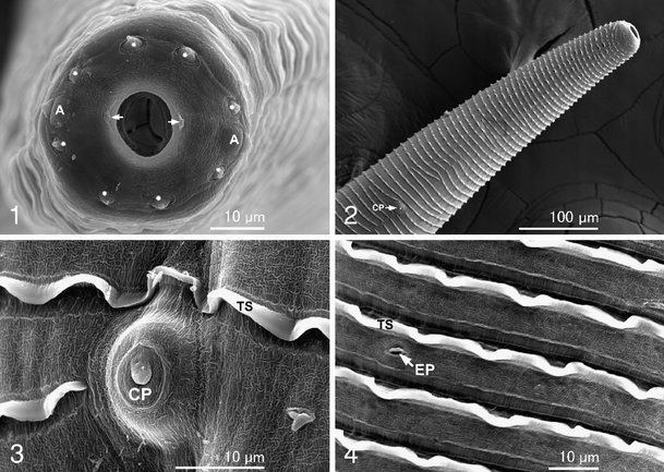 Thelazia rhodesi (Spirurida, Thelaziidae), bovine eyeworm ...