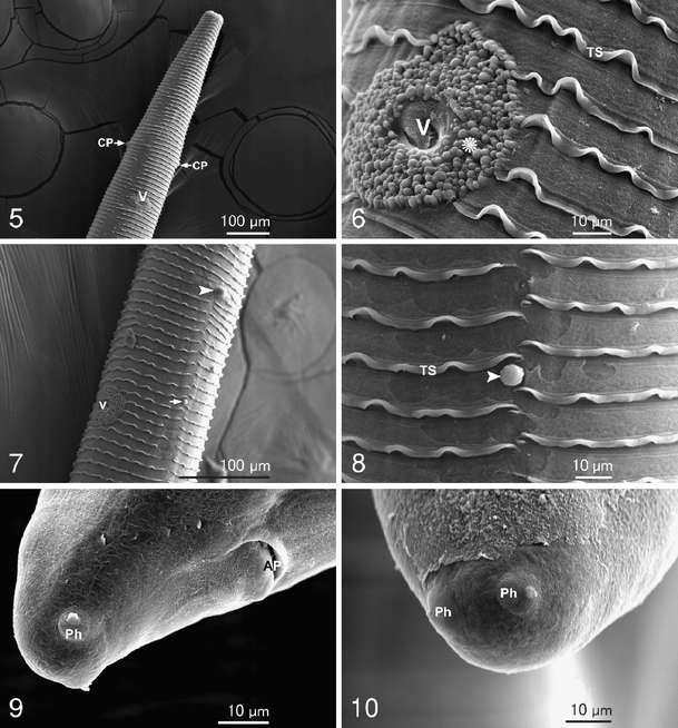 Thelazia rhodesi (Spirurida, Thelaziidae), bovine eyeworm ...