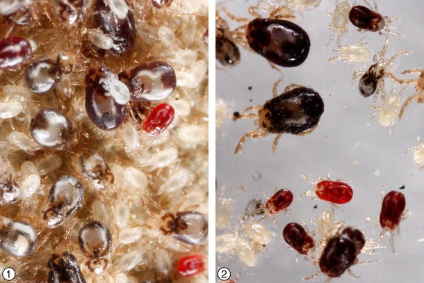 In Vitro Efficacy Of ByeMite And Mite Stop On Developmental Stages Of in-vitro-efficacy-of-byemite-and-mite-stop-on-developmental-stages-of
