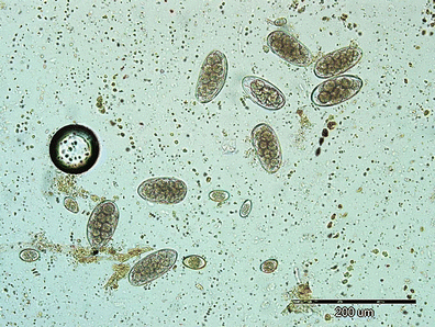 Occurrence of gastrointestinal parasites in slaughter rabbits ...
