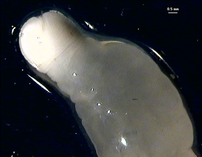 Occurrence of gastrointestinal parasites in slaughter rabbits ...