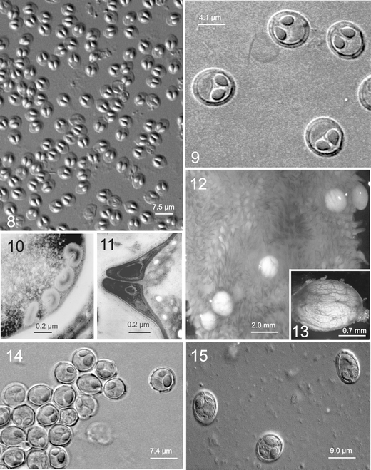 Study of Myxosporea (Myxozoa), infecting worldwide mullets with ...