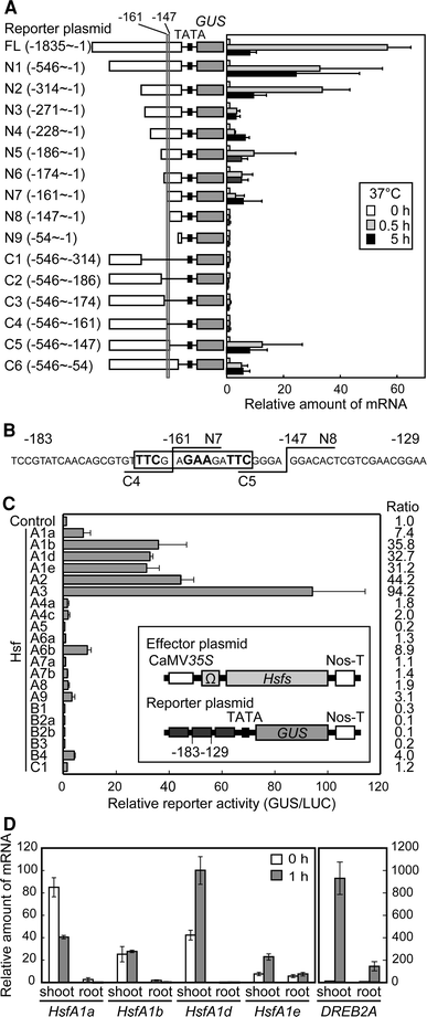 Arabidopsis HsfA1 transcription factors function as the main positive ...