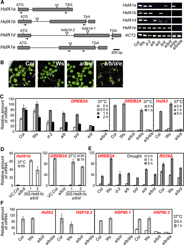 Arabidopsis HsfA1 transcription factors function as the main positive ...