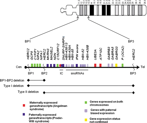 Microdeletion/microduplication of proximal 15q11.2 between BP1 and BP2 ...