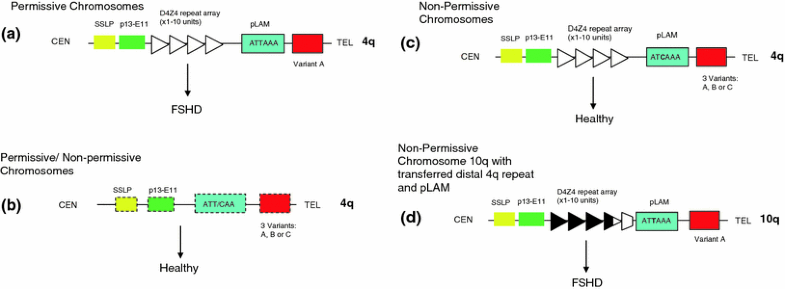 Facioscapulohumeral muscular dystrophy (FSHD): an enigma unravelled ...
