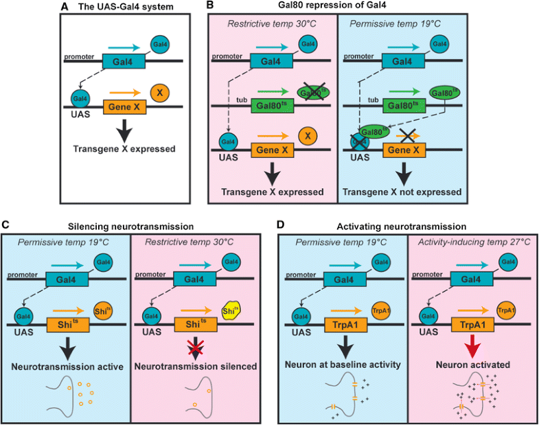 Drosophila melanogaster as a model to study drug addiction | SpringerLink