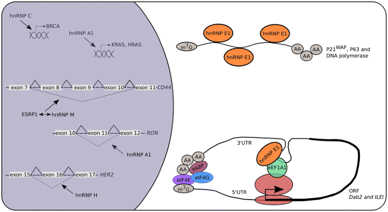 The hnRNP family: insights into their role in health and disease ...