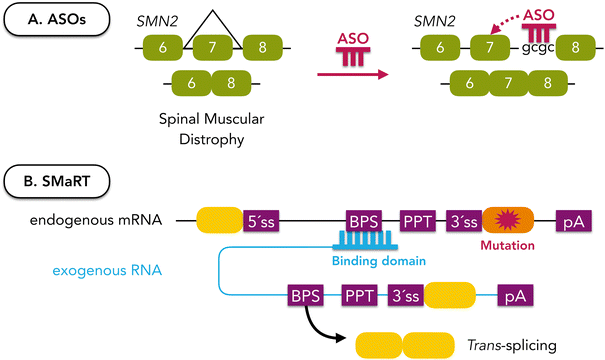 Alternative splicing: the pledge, the turn, and the prestige | SpringerLink
