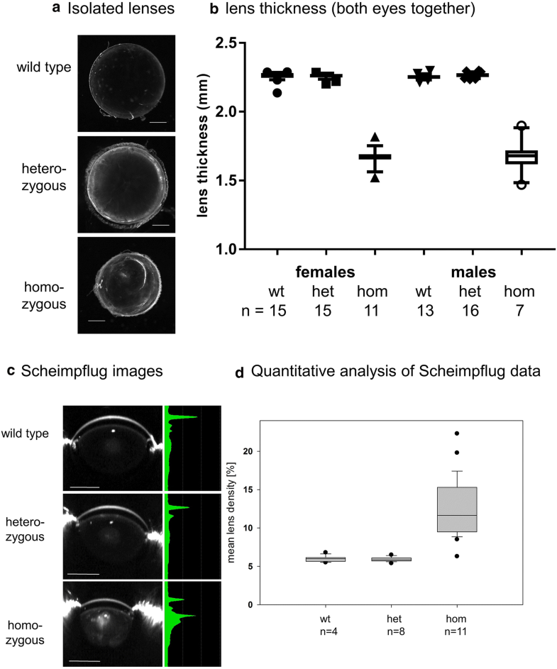 Mouse models for microphthalmia, anophthalmia and cataracts | SpringerLink