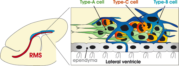 Radial glia and neural stem cells | SpringerLink