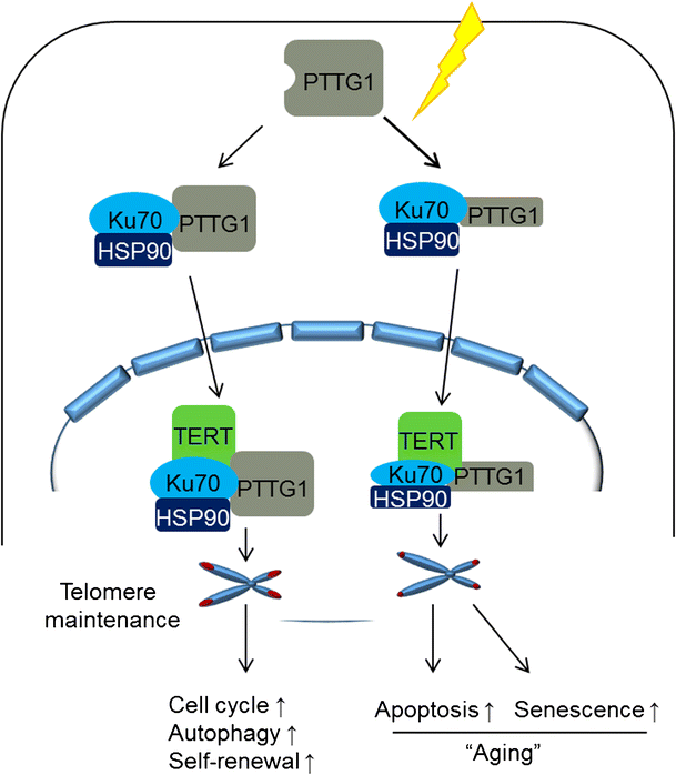 Changes in PTTG1 by human TERT gene expression modulate the self ...