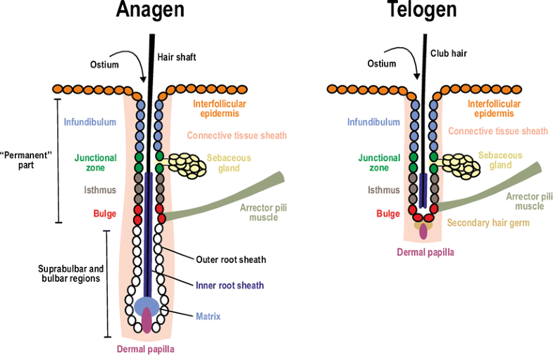 Deciphering the functions of the hair follicle infundibulum in skin ...