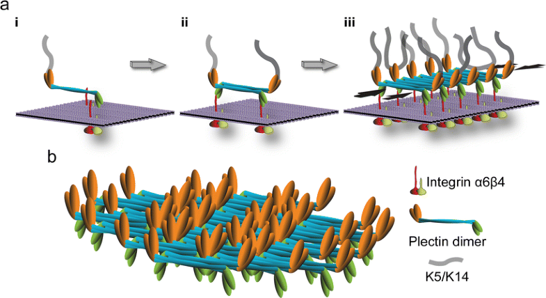 Molecular architecture and function of the hemidesmosome | SpringerLink
