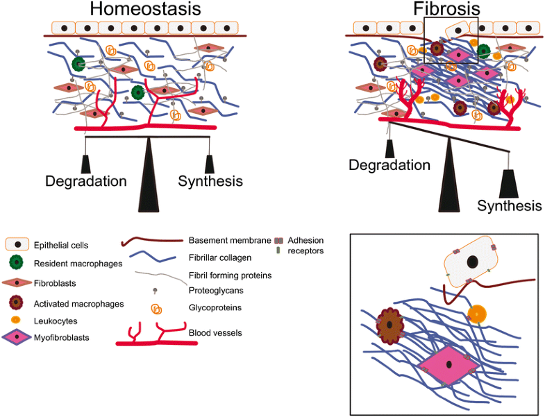 Contribution of collagen adhesion receptors to tissue fibrosis ...