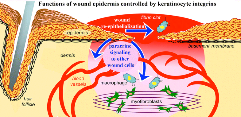 Integrin-mediated regulation of epidermal wound functions | SpringerLink