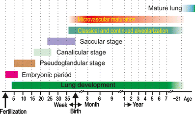 Development of the lung | SpringerLink