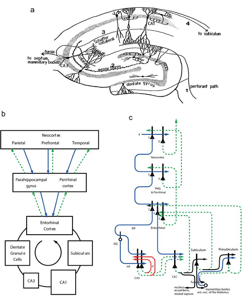 The storage and recall of memories in the hippocampo-cortical system | SpringerLink