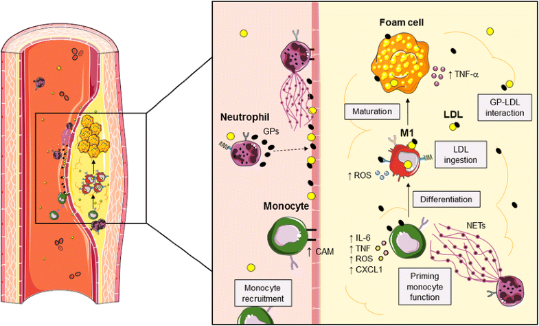 Partners in crime: neutrophils and monocytes/macrophages in ...