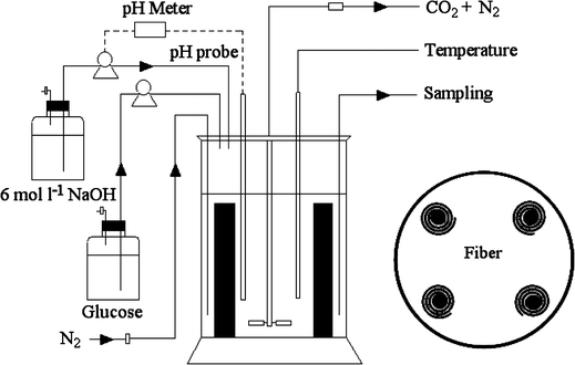 Propionic acid fermentation by Propionibacterium freudenreichii CCTCC ...
