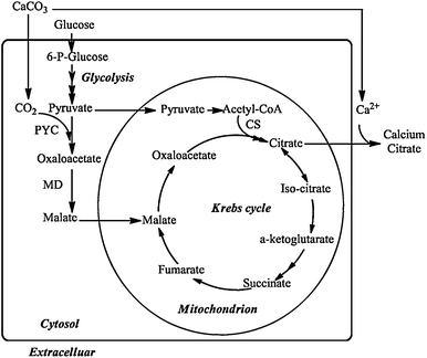 Enhanced citric acid production by a yeast Yarrowia lipolytica over ...