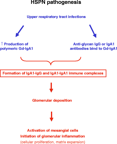 Pathogenesis of Henoch-Schönlein purpura nephritis | SpringerLink