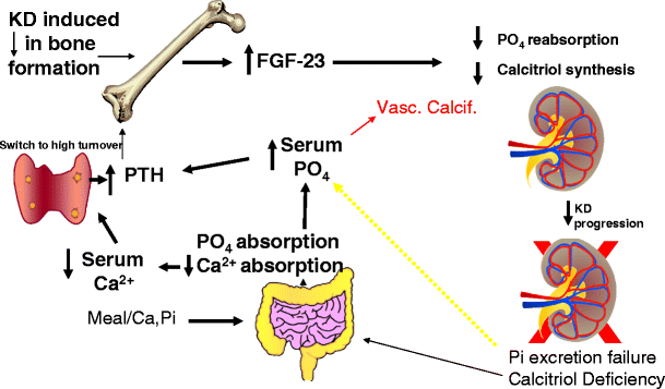 Cardiovascular risk in chronic kidney disease (CKD): the CKD-mineral ...