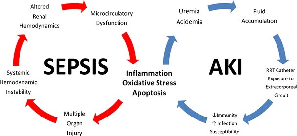 Pathophysiology and management of septic acute kidney injury | SpringerLink