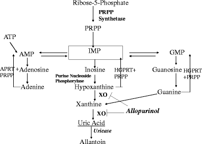 Uric acid and the kidney | SpringerLink