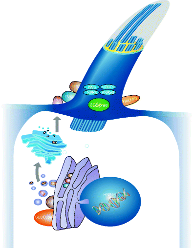 ARPKD and early manifestations of ADPKD: the original polycystic kidney ...