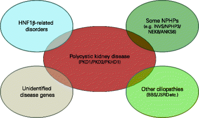ARPKD and early manifestations of ADPKD: the original polycystic kidney ...