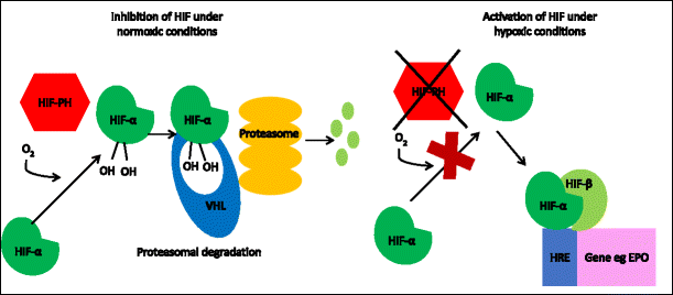 HIF stabilizers in the management of renal anemia: from bench to ...