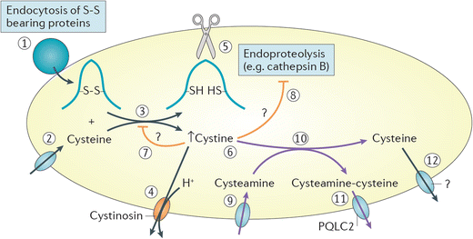 Effects of long-term cysteamine treatment in patients with cystinosis ...