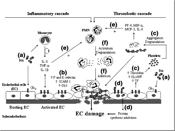 Pathogenic role of inflammatory response during Shiga toxin-associated ...