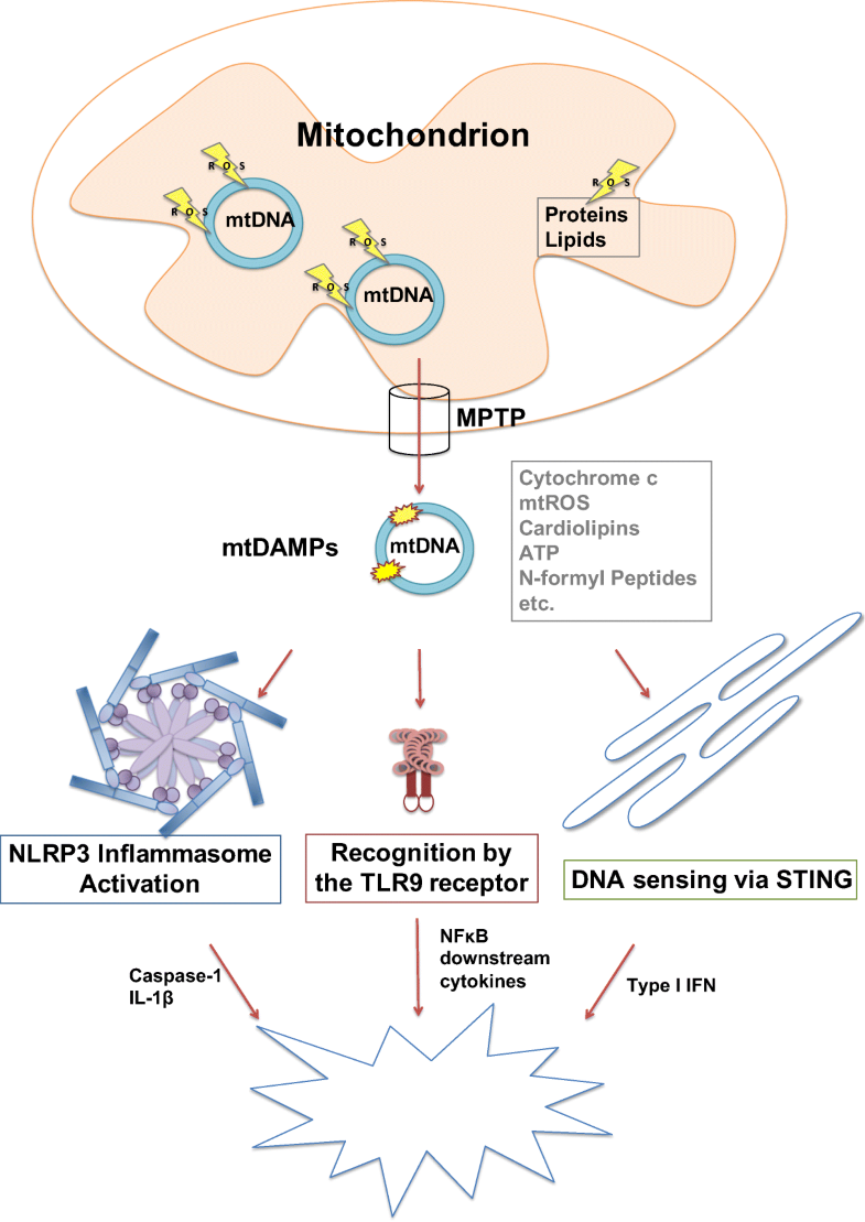 Mitochondrial mechanisms and therapeutics in ischaemia reperfusion ...