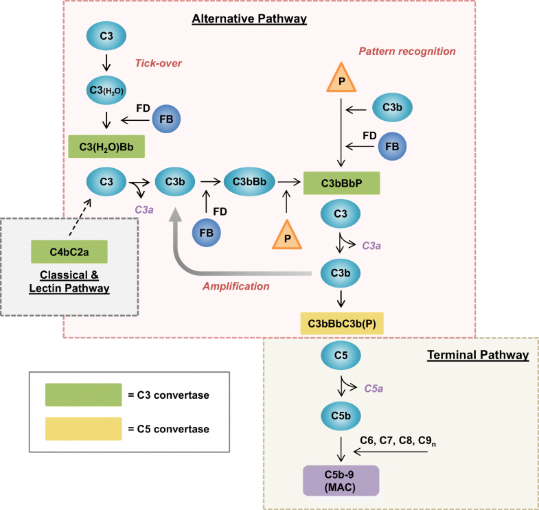 The role of properdin in complement-mediated renal diseases: a new player in complement ...