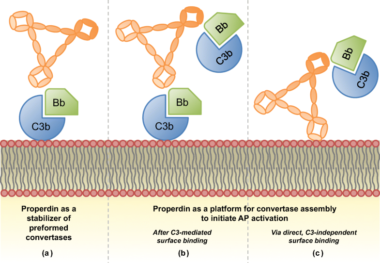 The role of properdin in complement-mediated renal diseases: a new ...