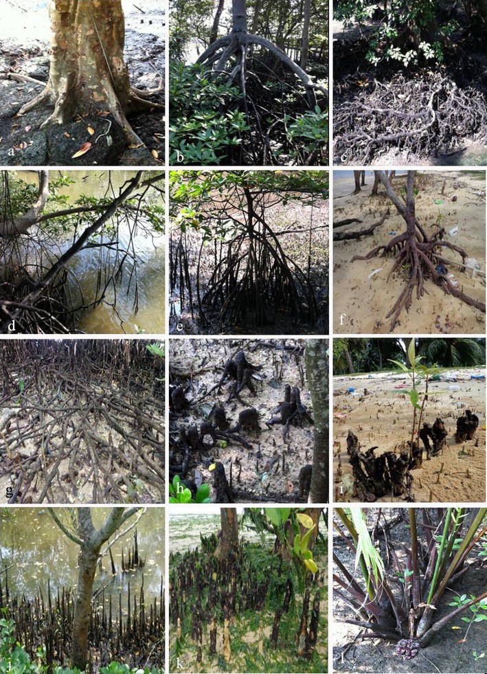 Mangrove root: adaptations and ecological importance | SpringerLink